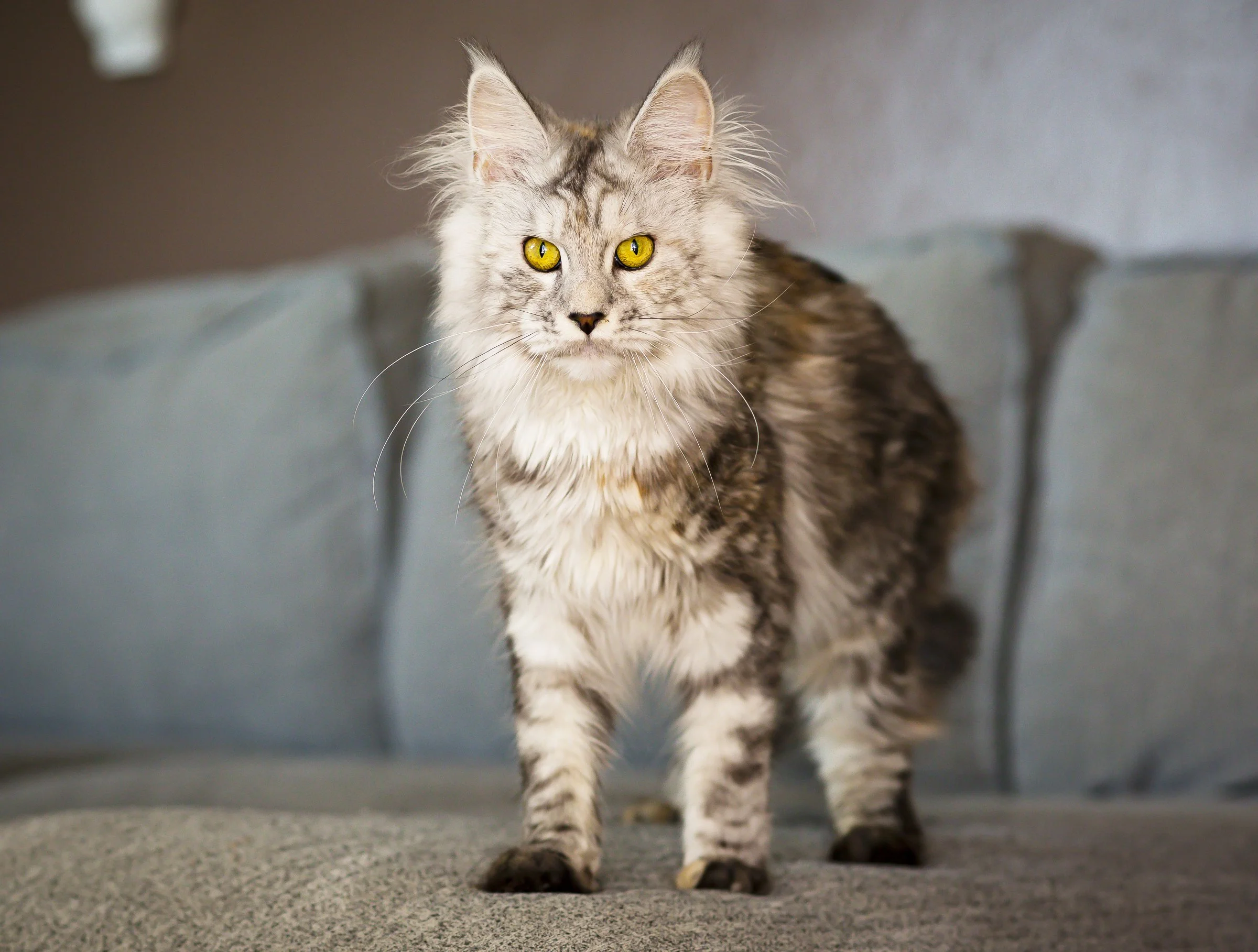 Beauty Queens — King Klaudr Coons Cattery