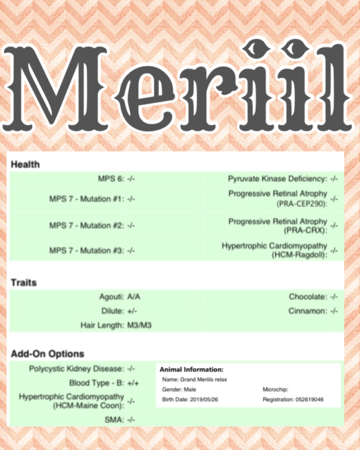 Stud + Queen Genetics — King Klaudr Coons Cattery
