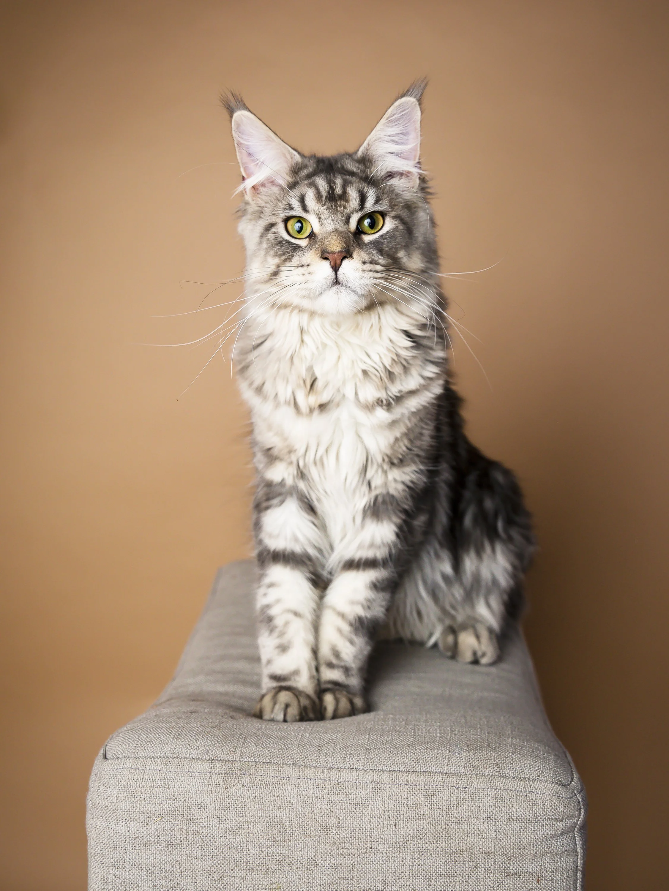 Studly Sires — King Klaudr Coons Cattery