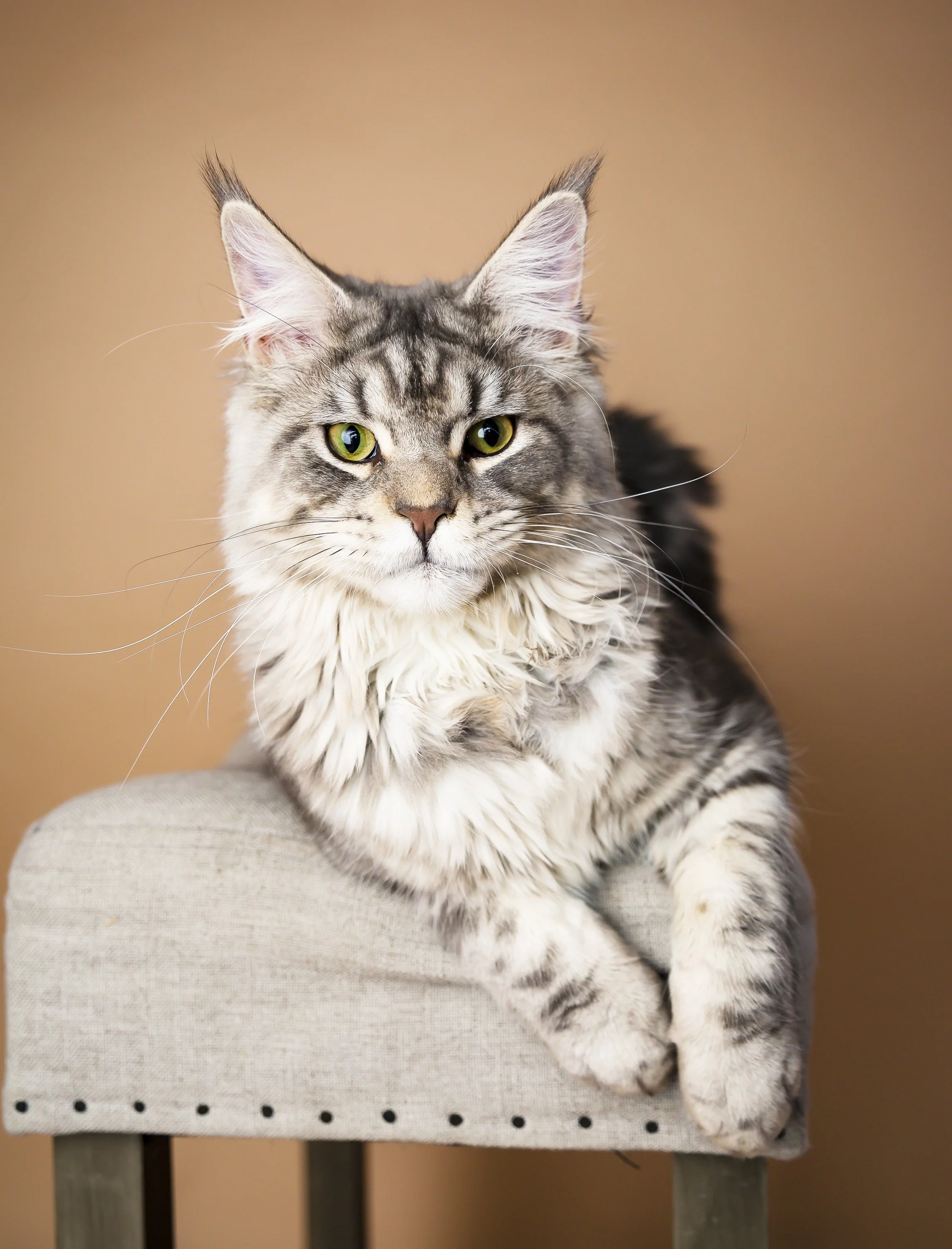 Studly Sires — King Klaudr Coons Cattery