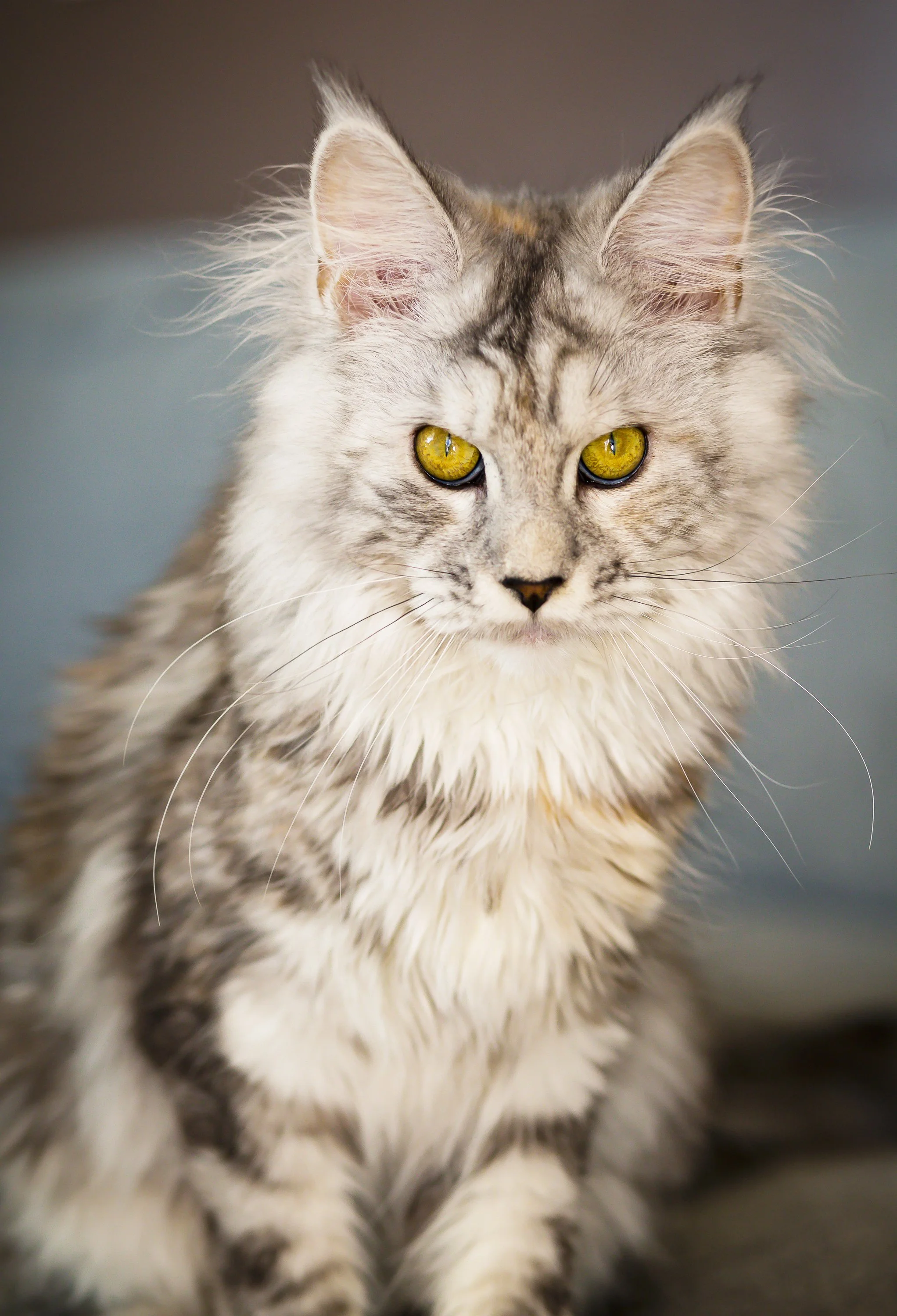 Beauty Queens — King Klaudr Coons Cattery