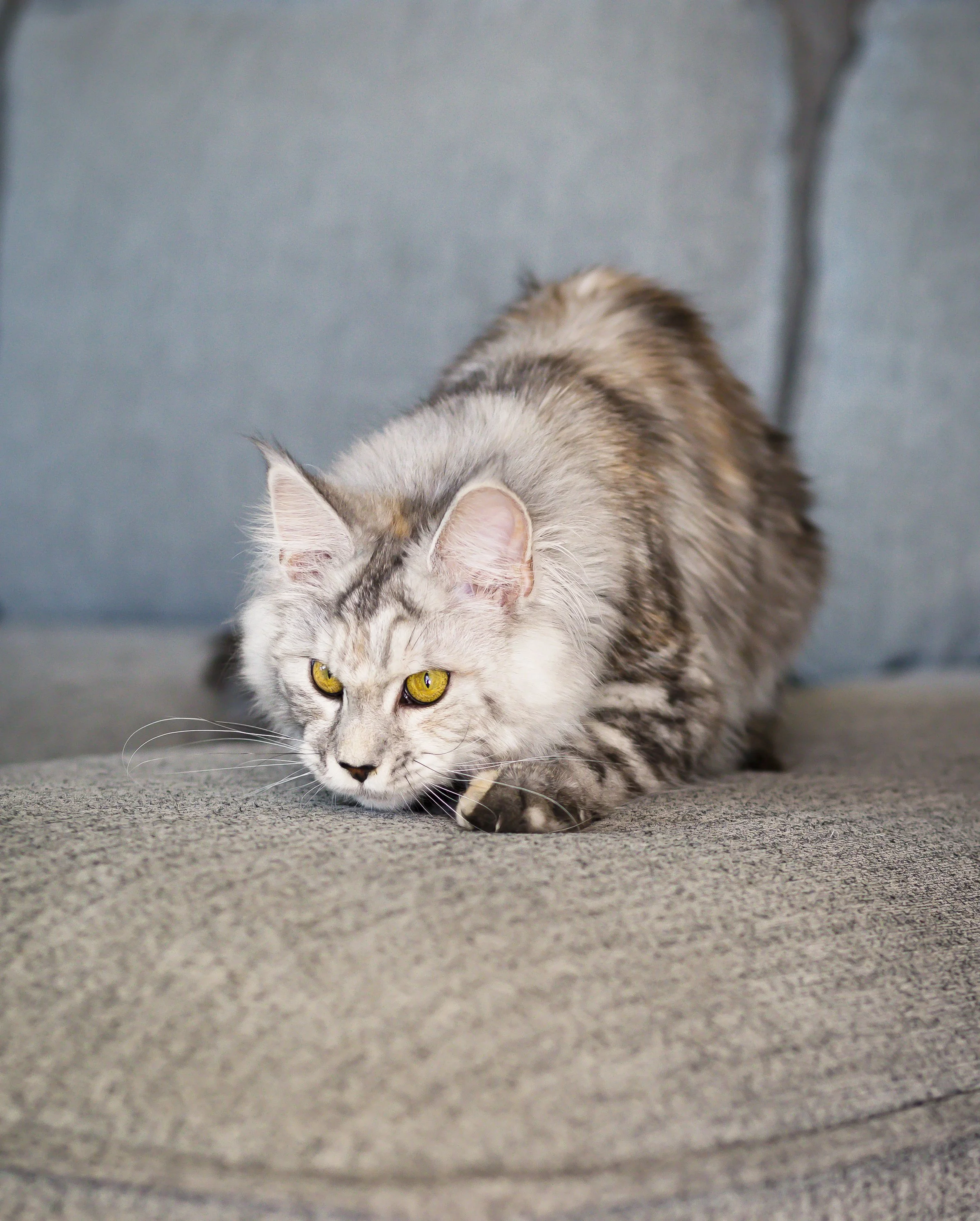 Beauty Queens — King Klaudr Coons Cattery