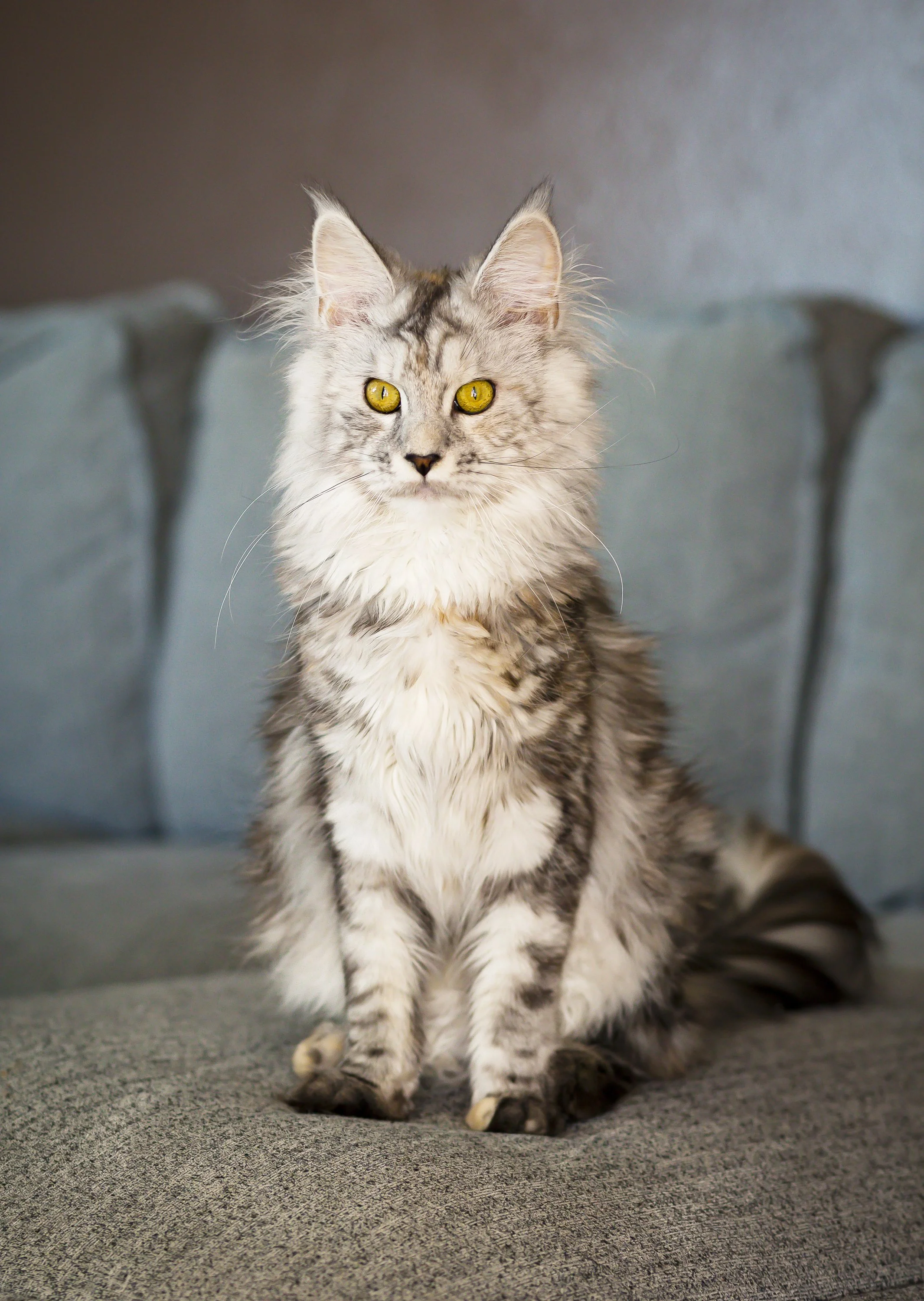 Beauty Queens — King Klaudr Coons Cattery