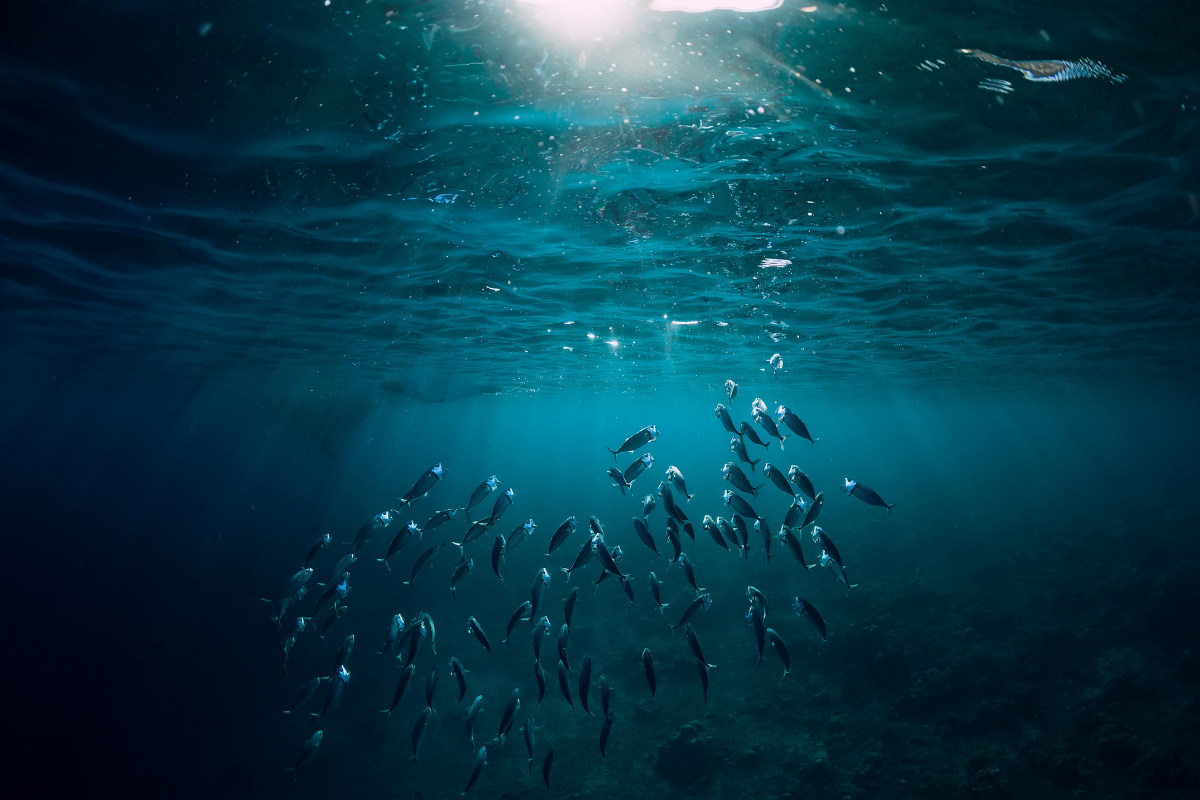 How Is The Oceans' Health? — theYvonne