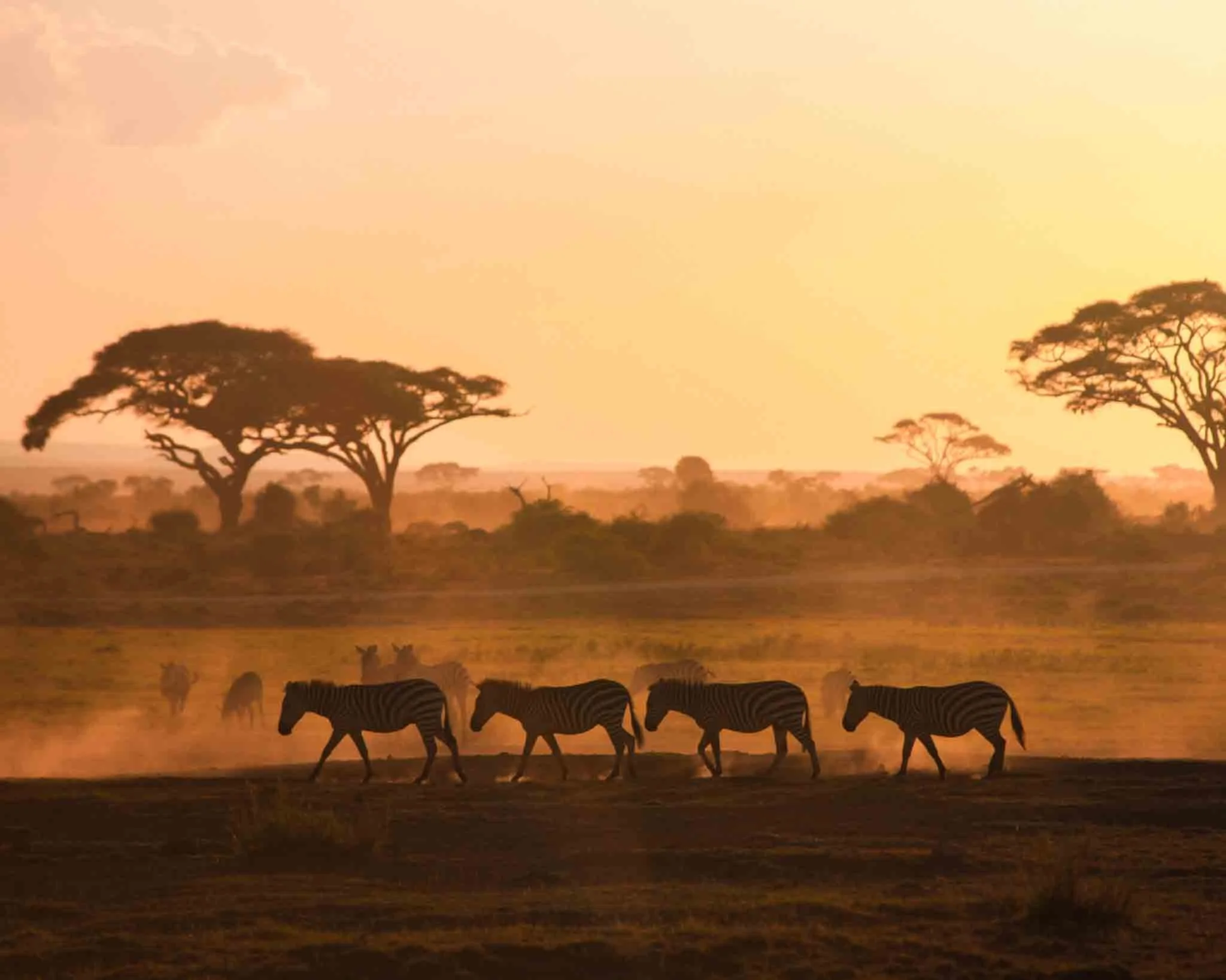 Top 7 Best Safari Destinations in Africa | 2025 Guide