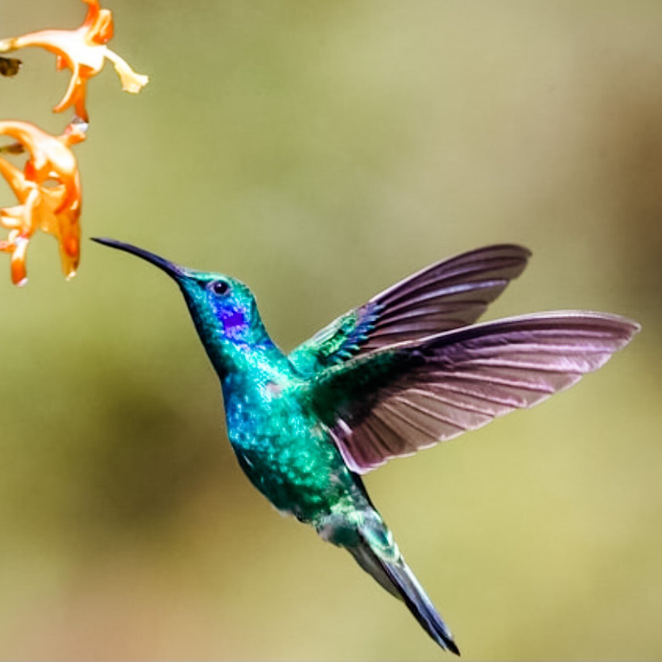 Hummingbird Haven Workshop — Hummingbird Hill Flower Farm