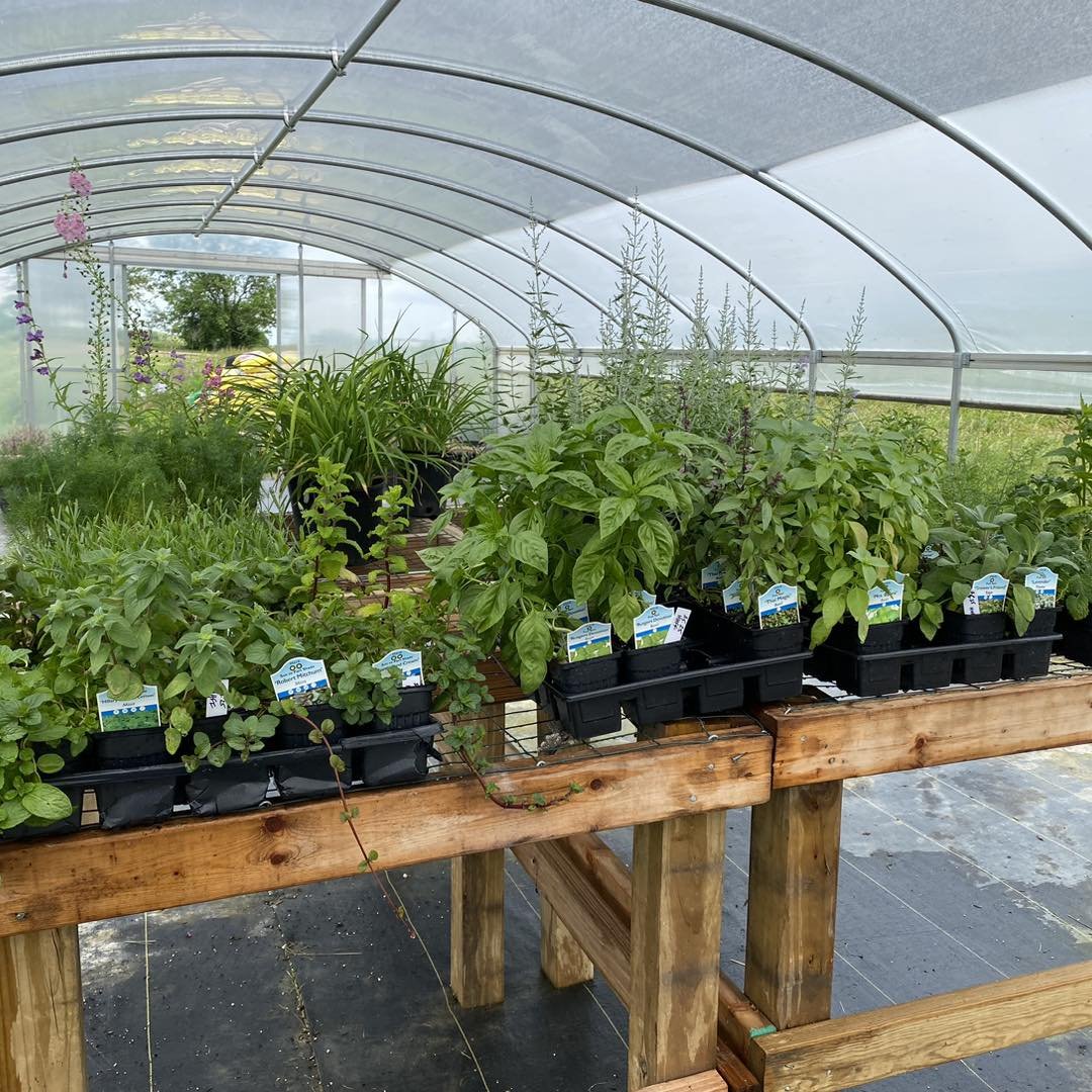 Hummingbird Hill Flower Farm