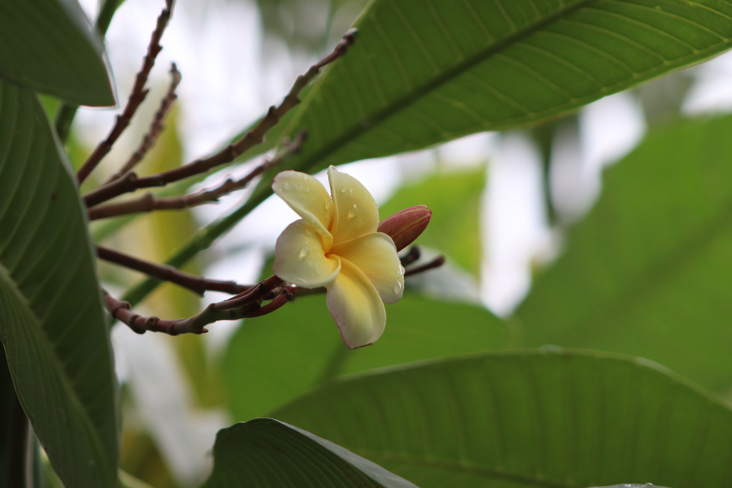 About — Komba on the Rocks