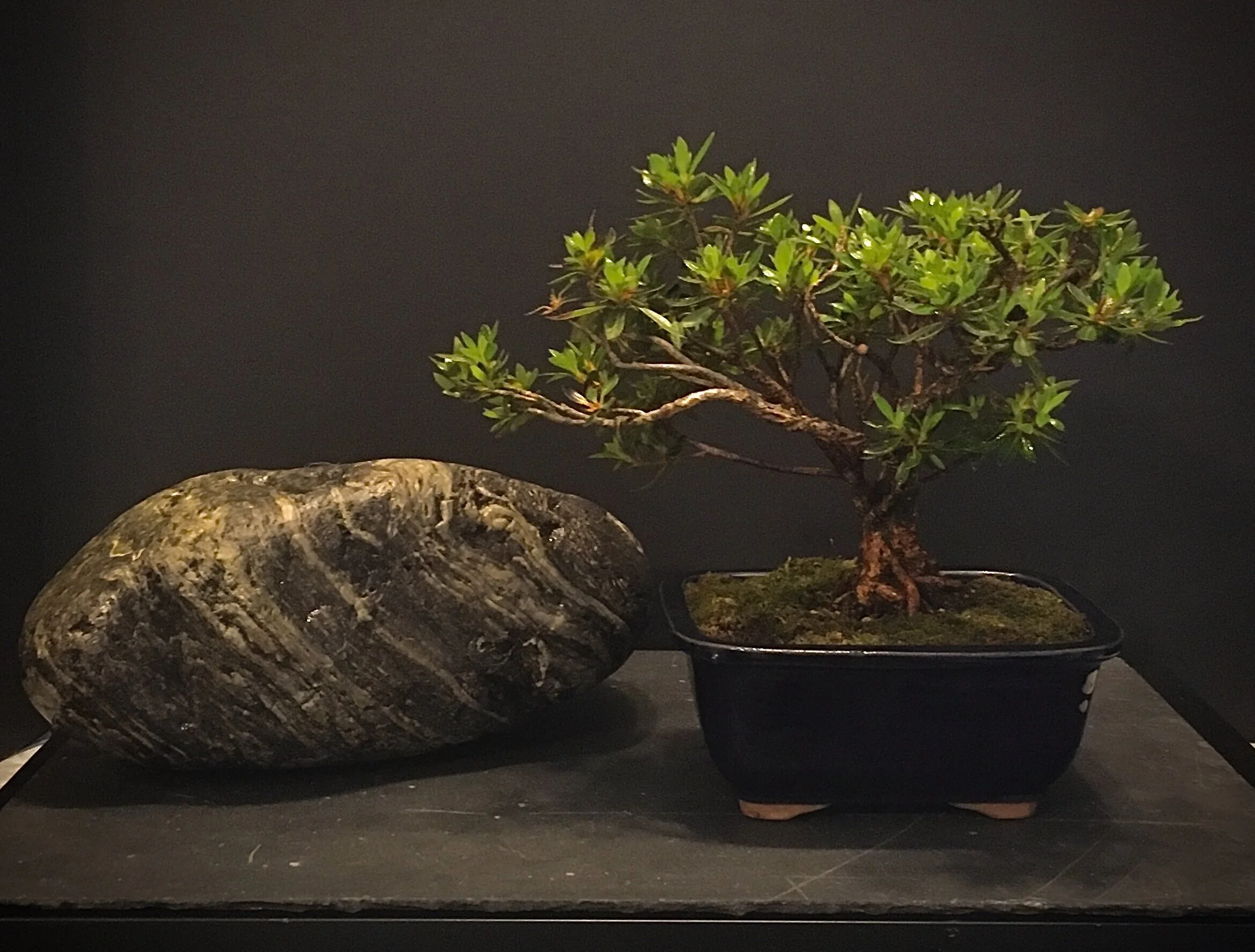 VSS2020 — Puget Sound Bonsai Association