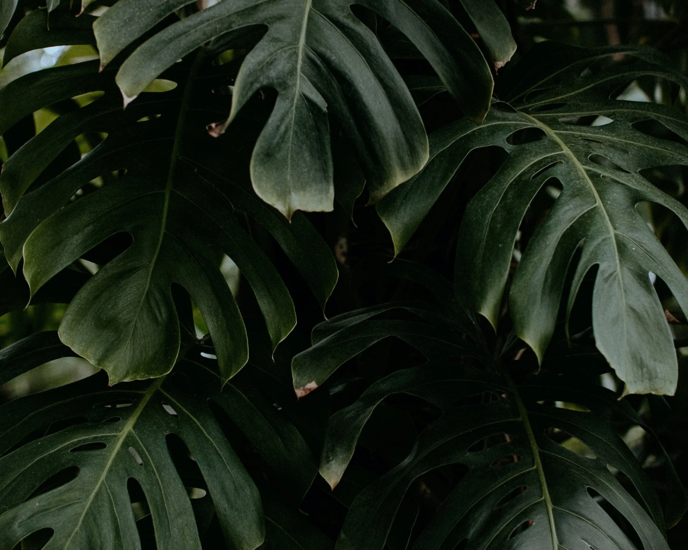 LILITH | POLE AND AERIAL DANCE