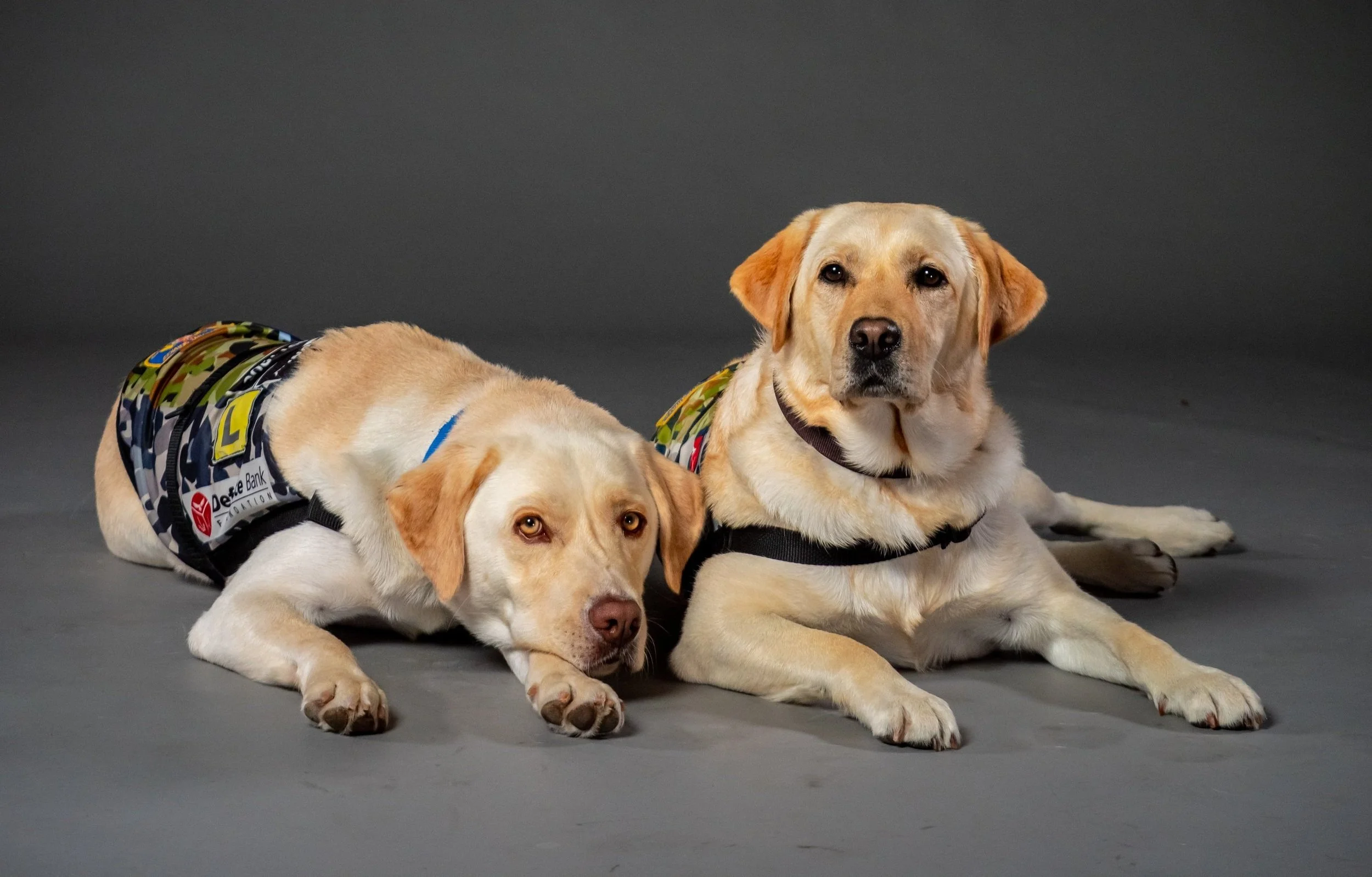 Media Kit — Defence Community Dogs