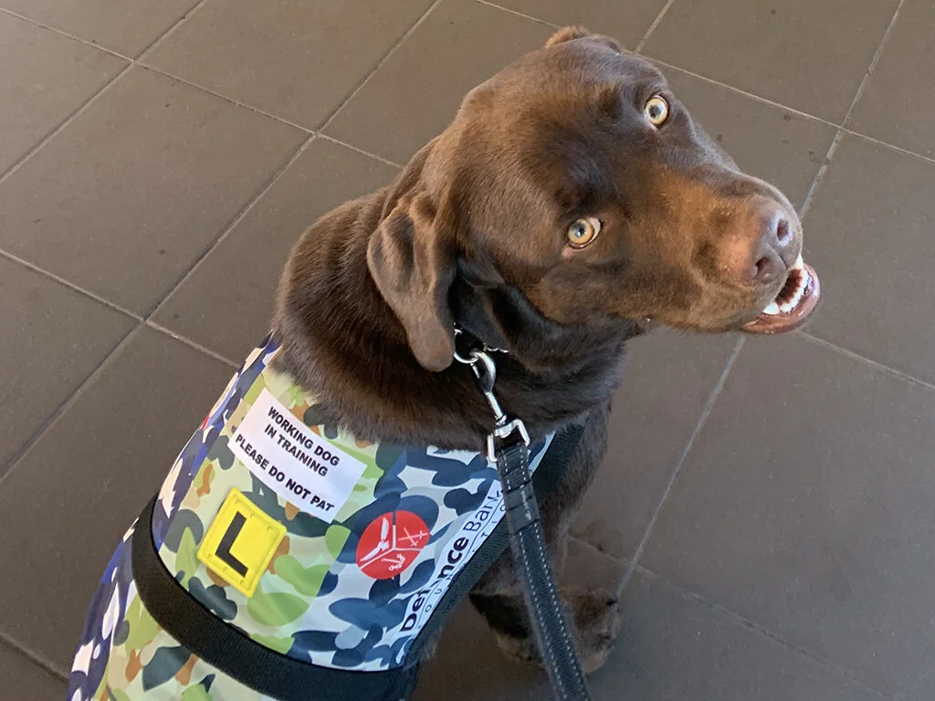 Defence Community Dogs