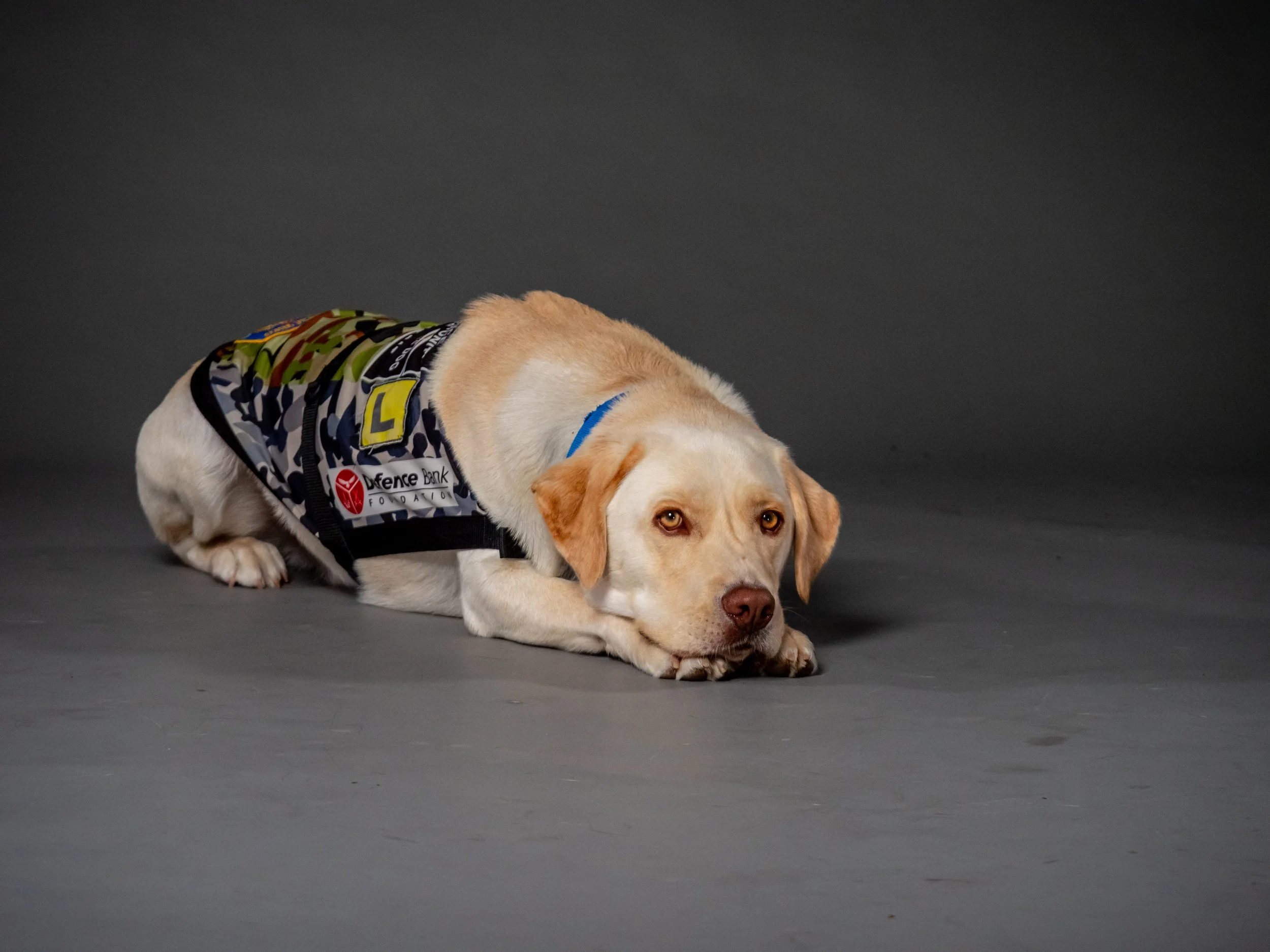 Our Team — Defence Community Dogs