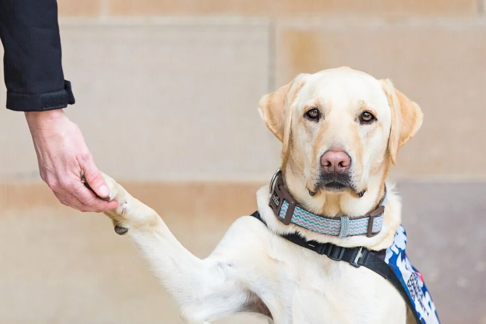 Apply For a Dog — Defence Community Dogs