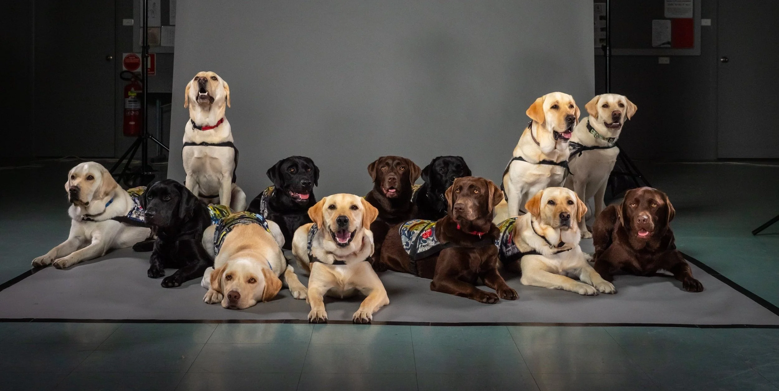 Gallery 3 — Defence Community Dogs