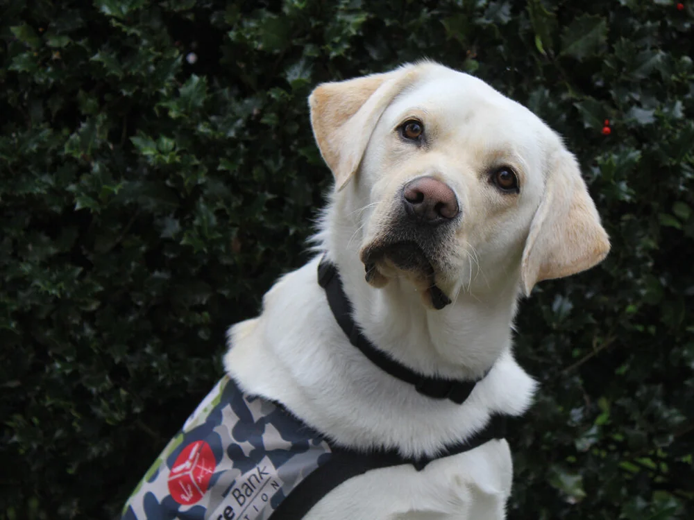 Defence Community Dogs