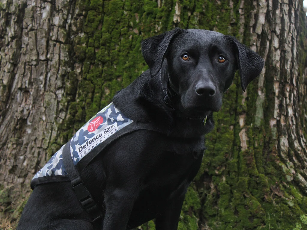 Defence Community Dogs