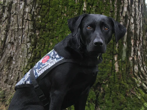 Defence Community Dogs