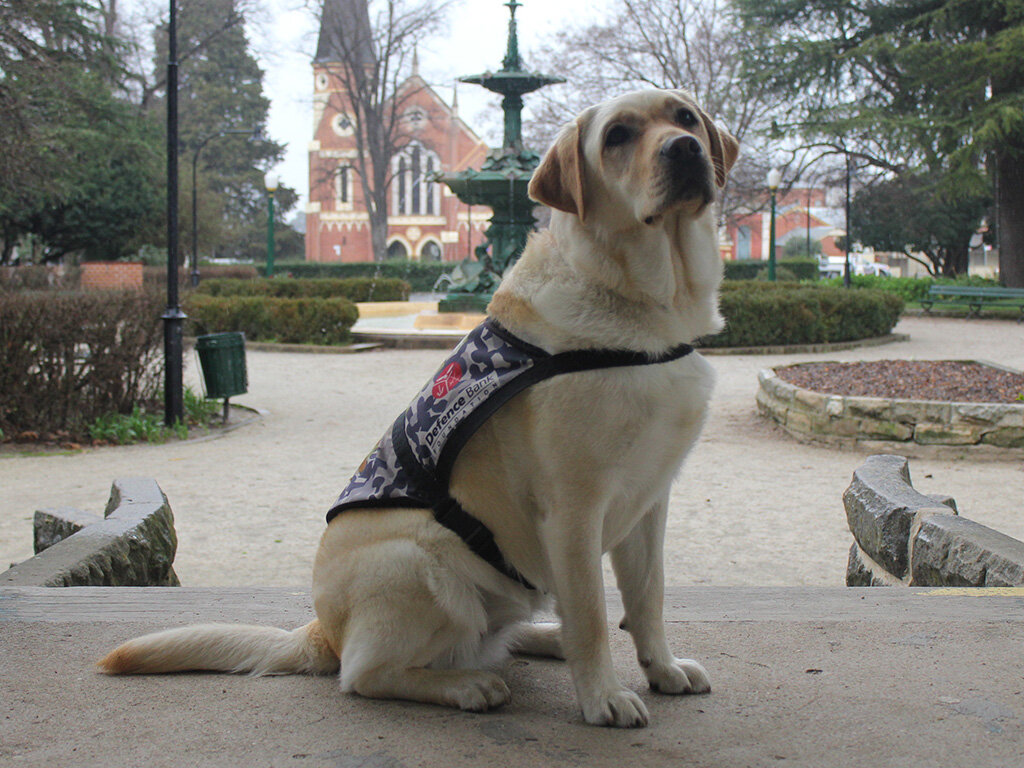 Defence Community Dogs