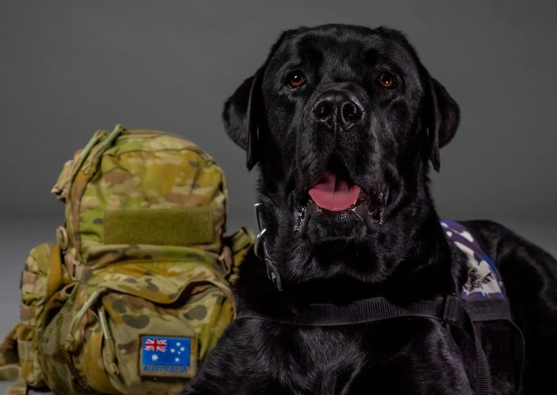 Gallery 3 — Defence Community Dogs