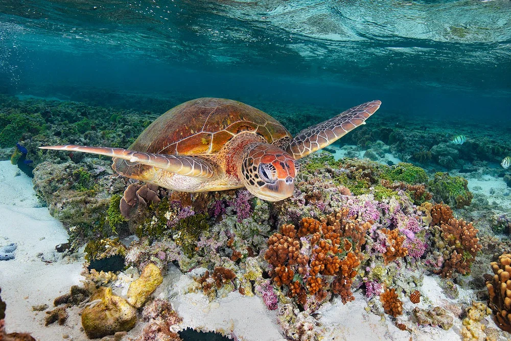 Buy Ocean Photography — Jason James Gallery