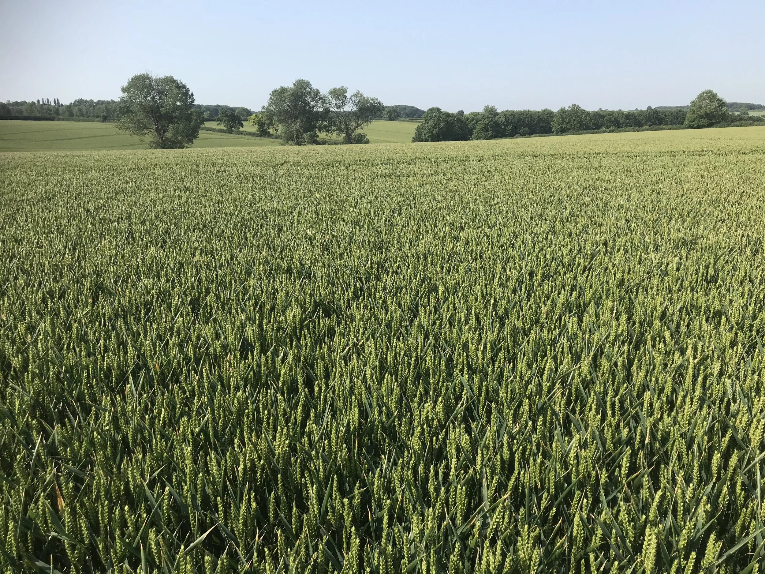 Farm Arable — Armston Farm