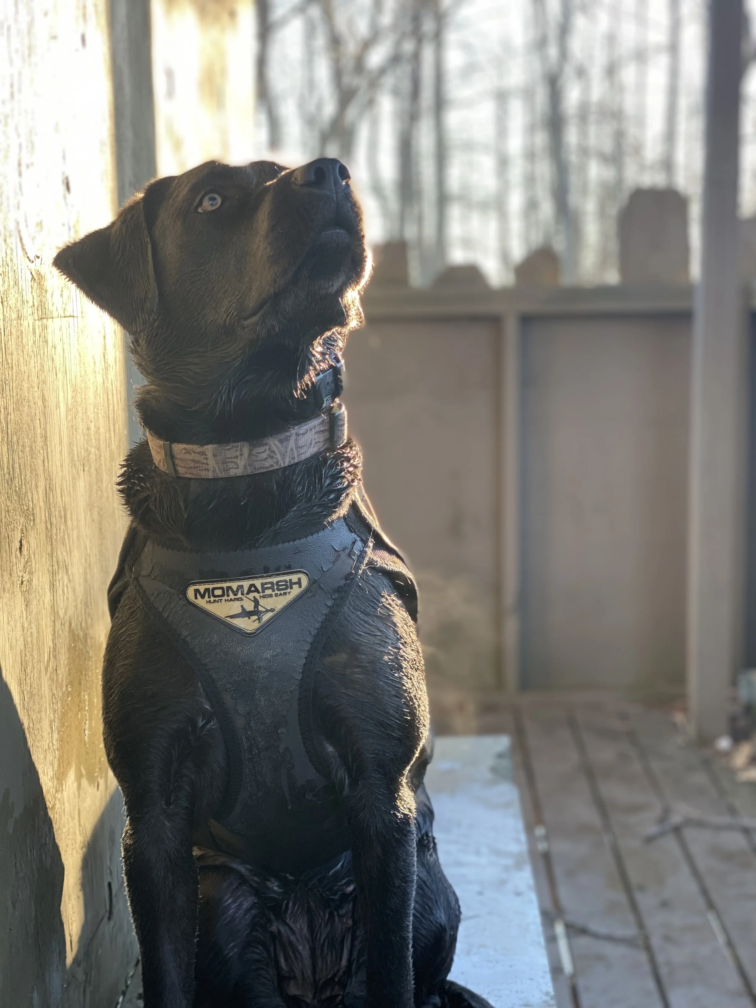 A+ Kennels