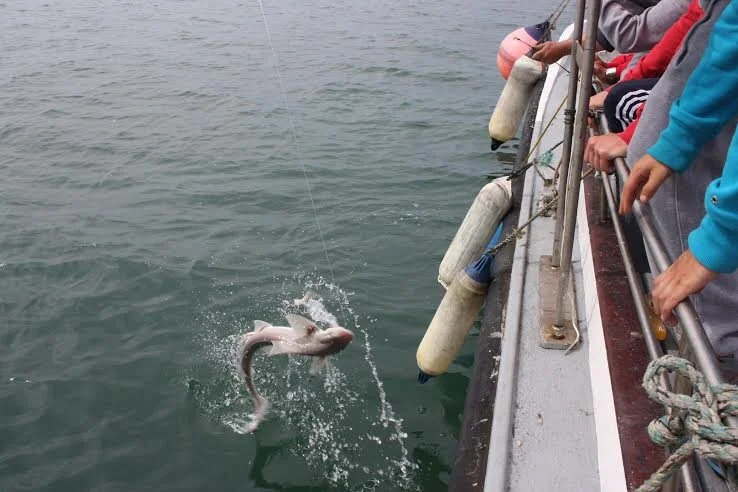 Gallery — Howth-Boats