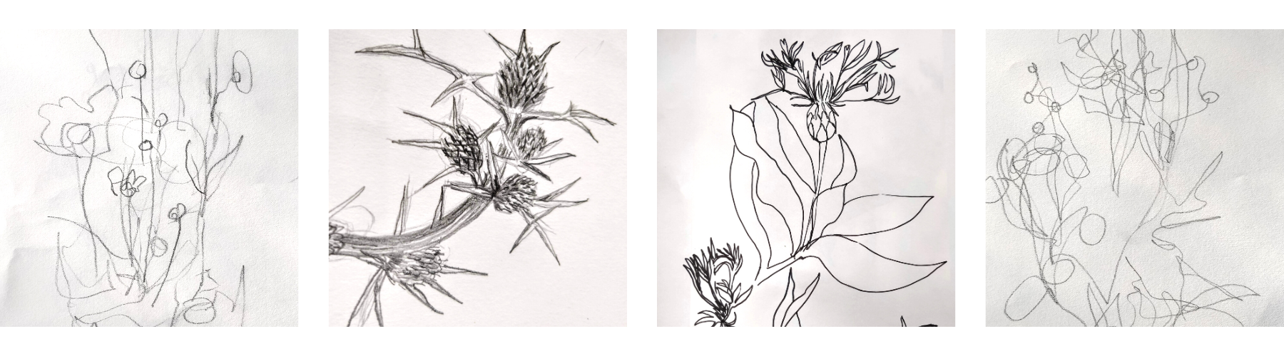 botanical drawing for beginners — Amanda Duke