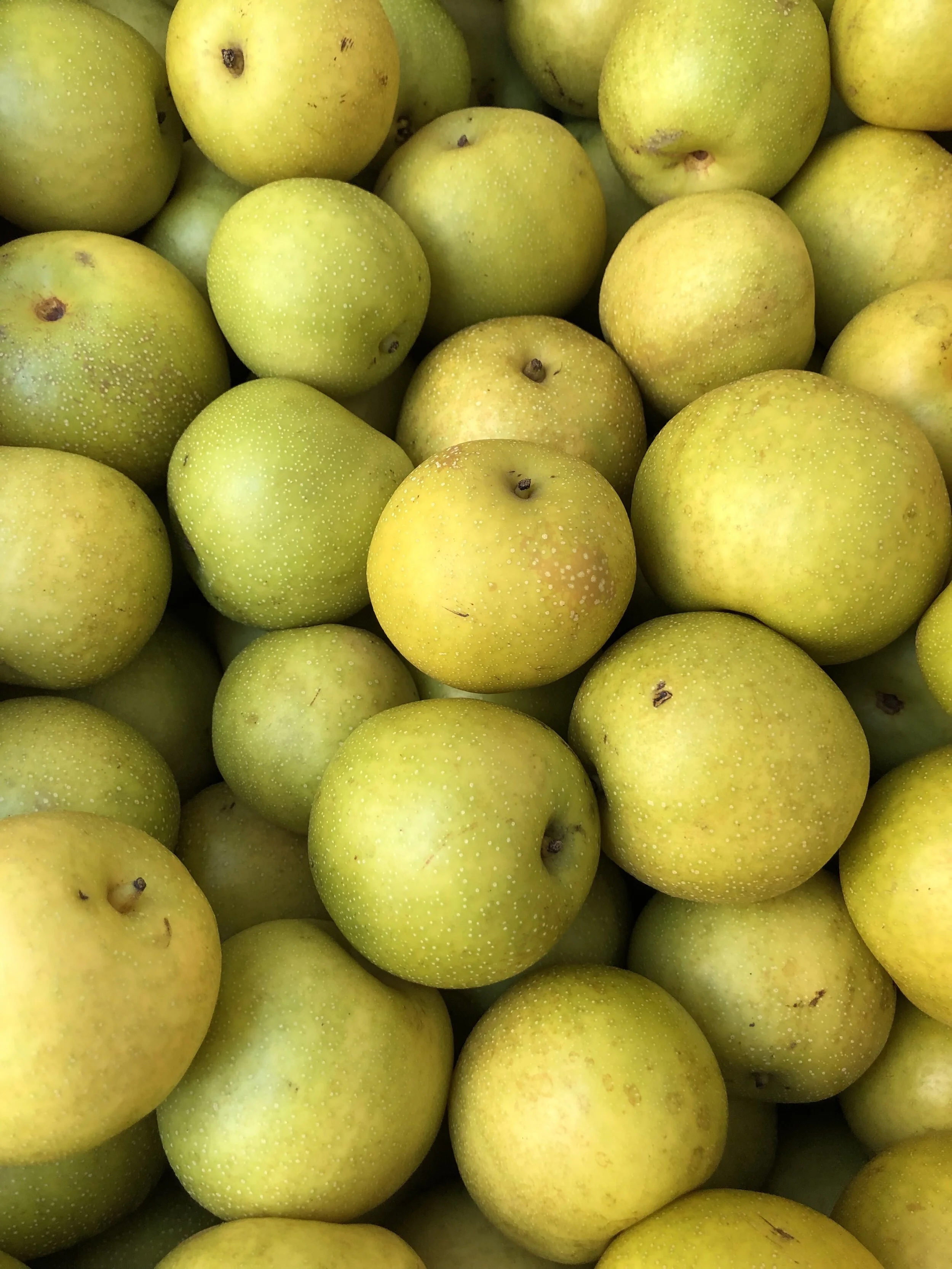 Asian Pears — Kiyokawa Family Orchards