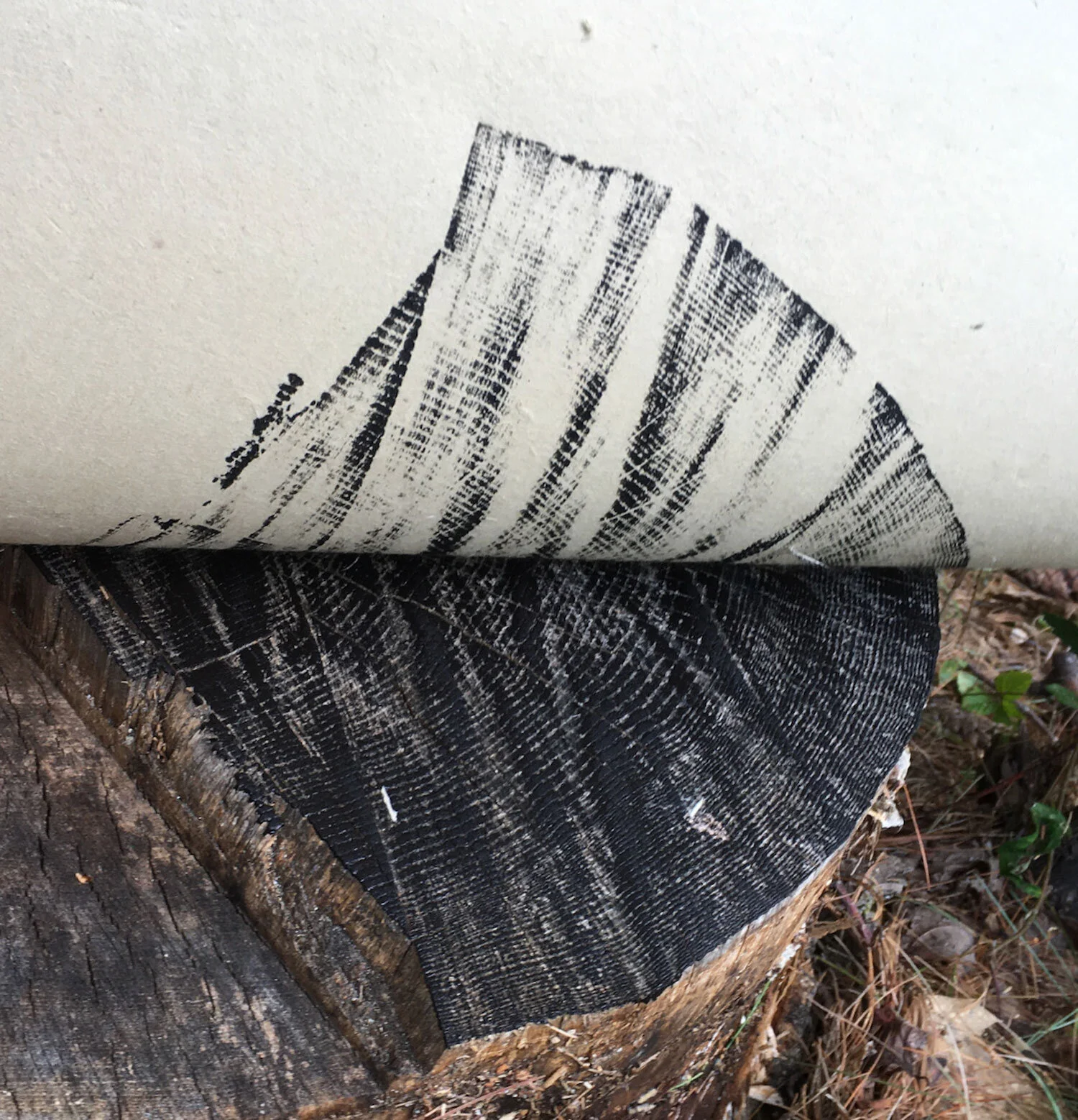 Tree Stump Prints — Red Trillium Press