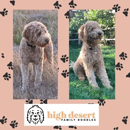 Current Available Puppies — High Desert Goldendoodles & Bernedoodles