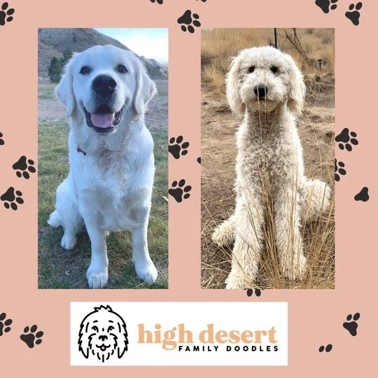 Pricing/Package for Goldendoodle and Bernedoodle Puppies — High Desert ...