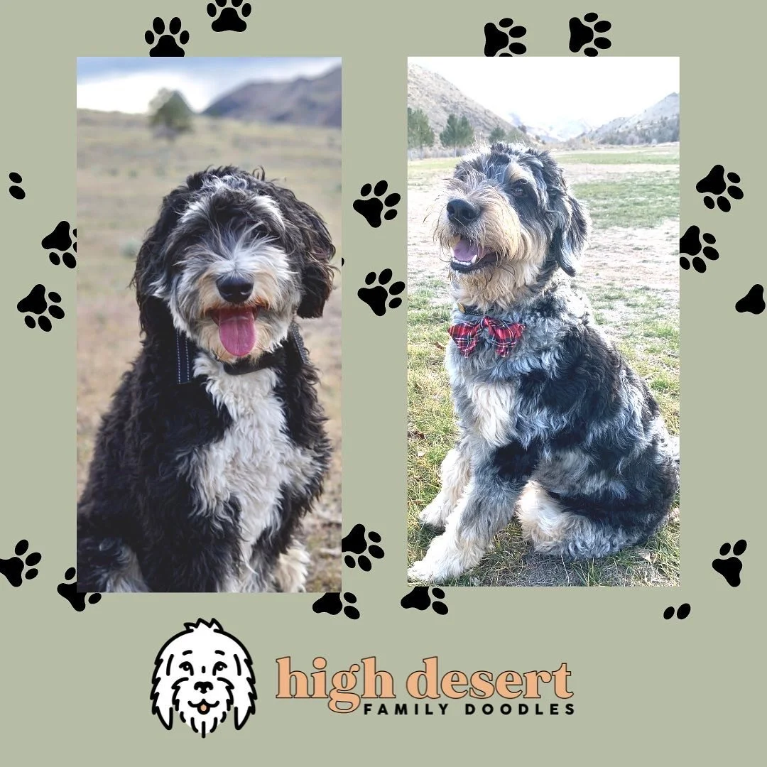 Pricing/Package for Goldendoodle and Bernedoodle Puppies — High Desert ...