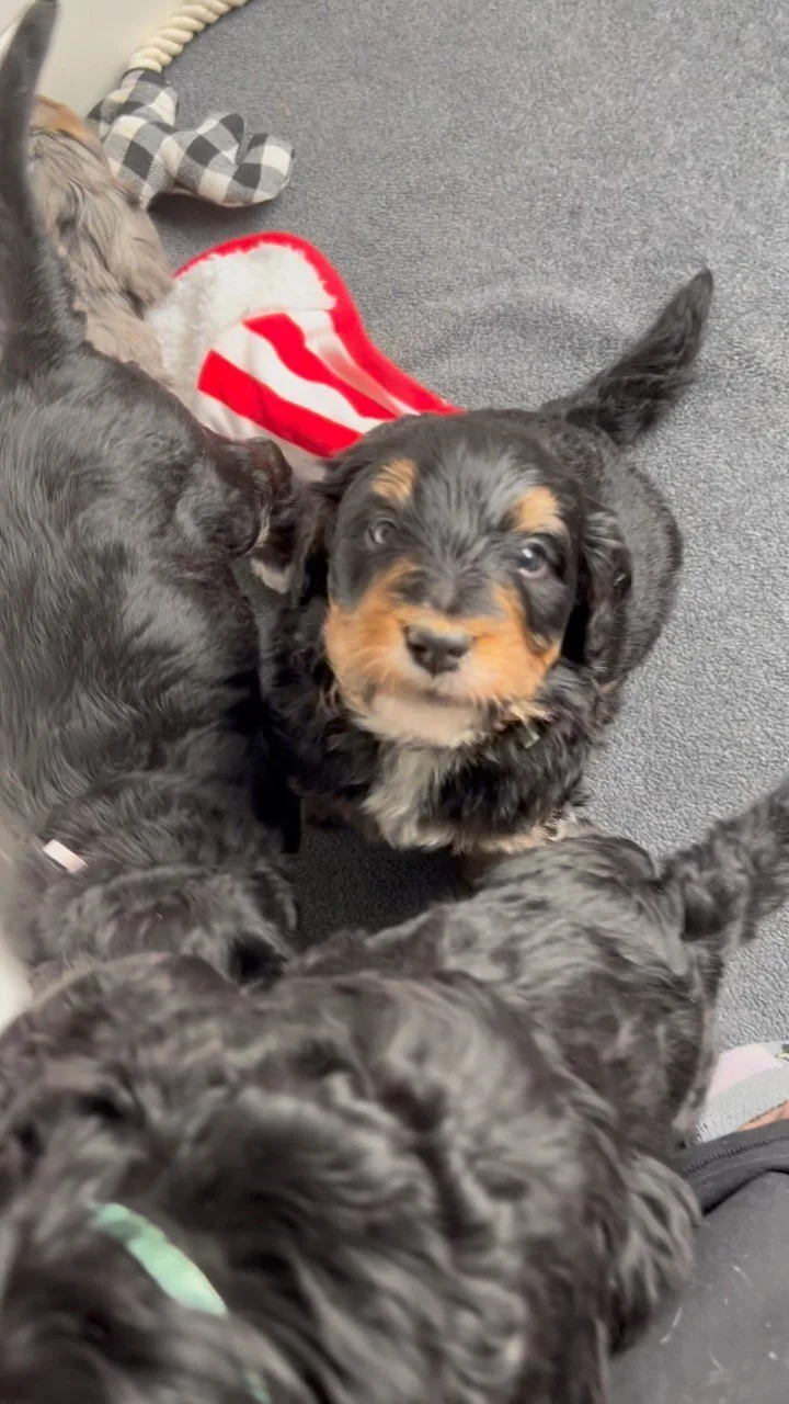 Our Bernedoodle and Goldendoodle Puppies — High Desert Goldendoodles ...