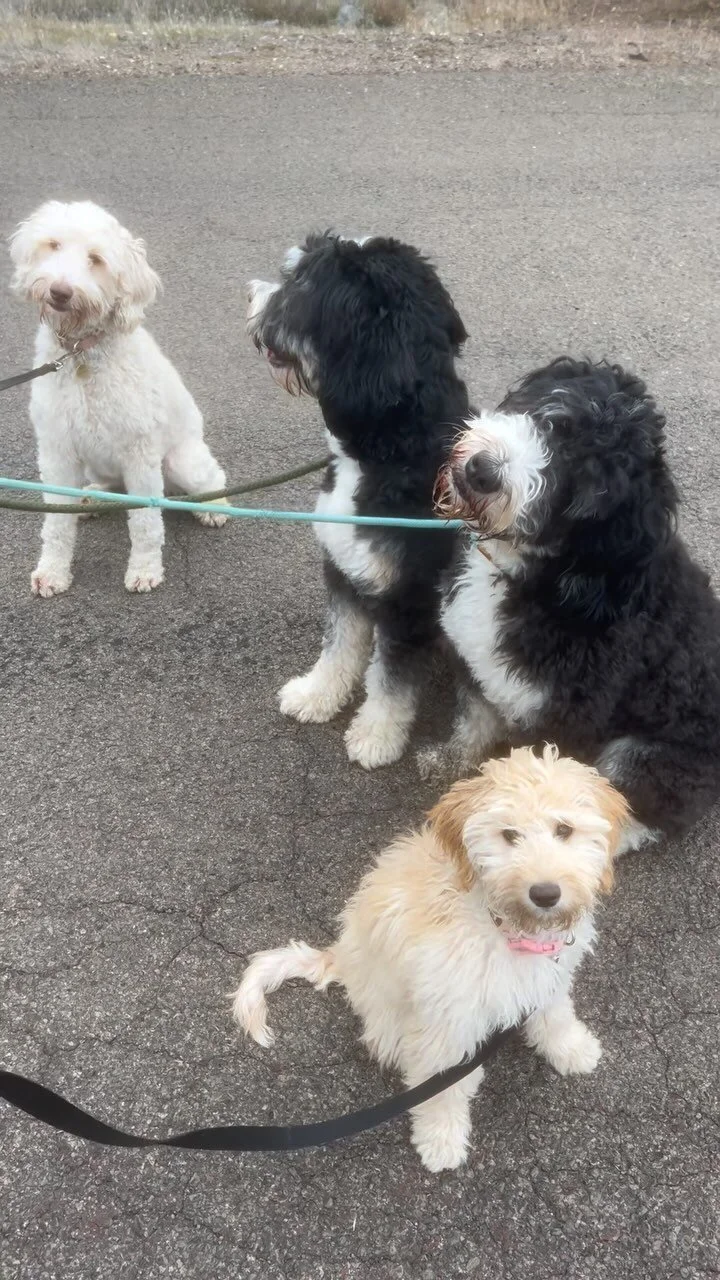 Goldendoodle & Bernedoodle Puppies For Sale: Bend - Portland Oregon ...