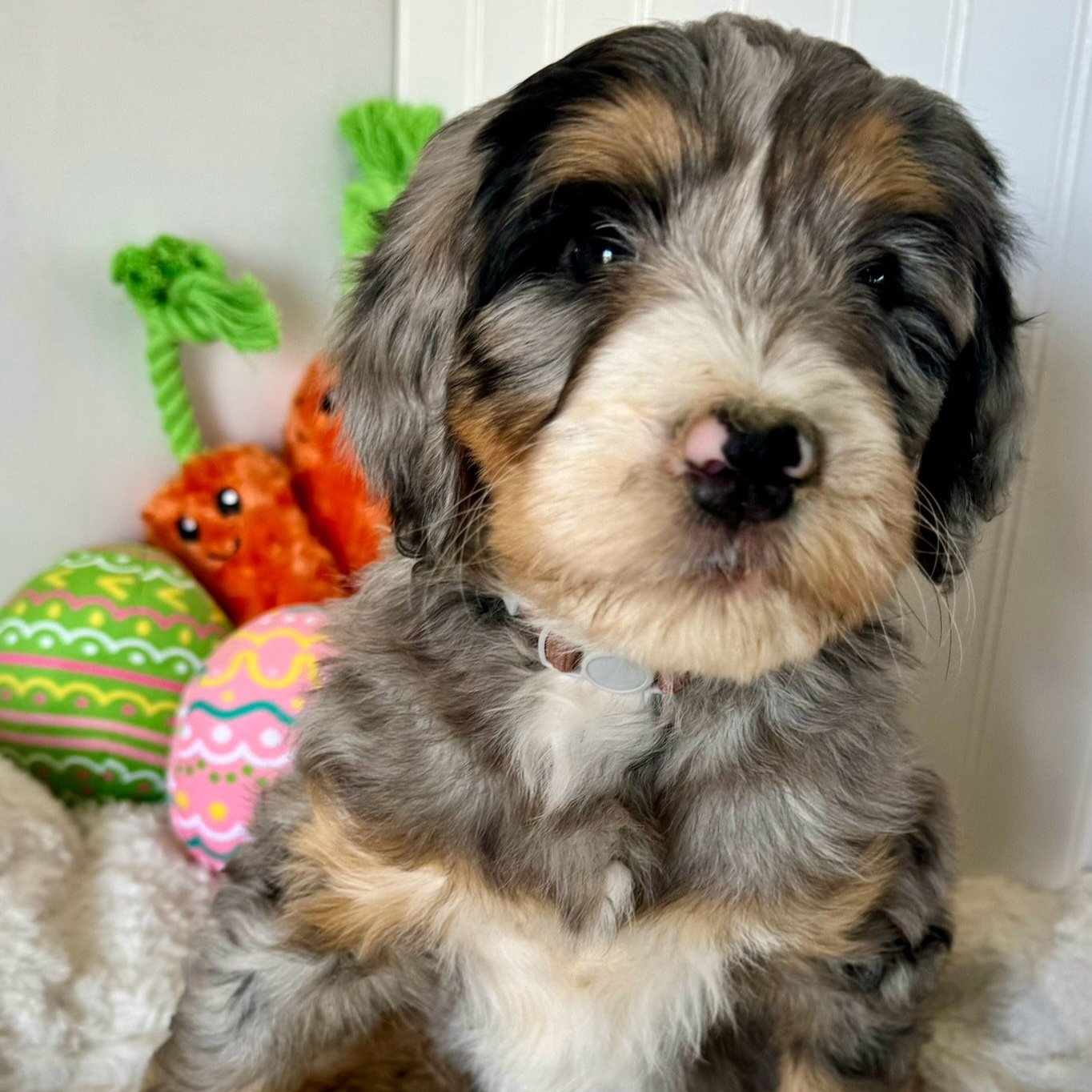 Current Available Puppies — High Desert Goldendoodles & Bernedoodles