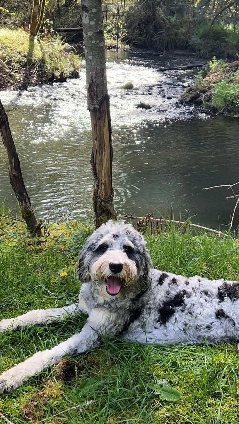 Goldendoodle & Bernedoodle Puppies For Sale: Bend - Portland Oregon ...