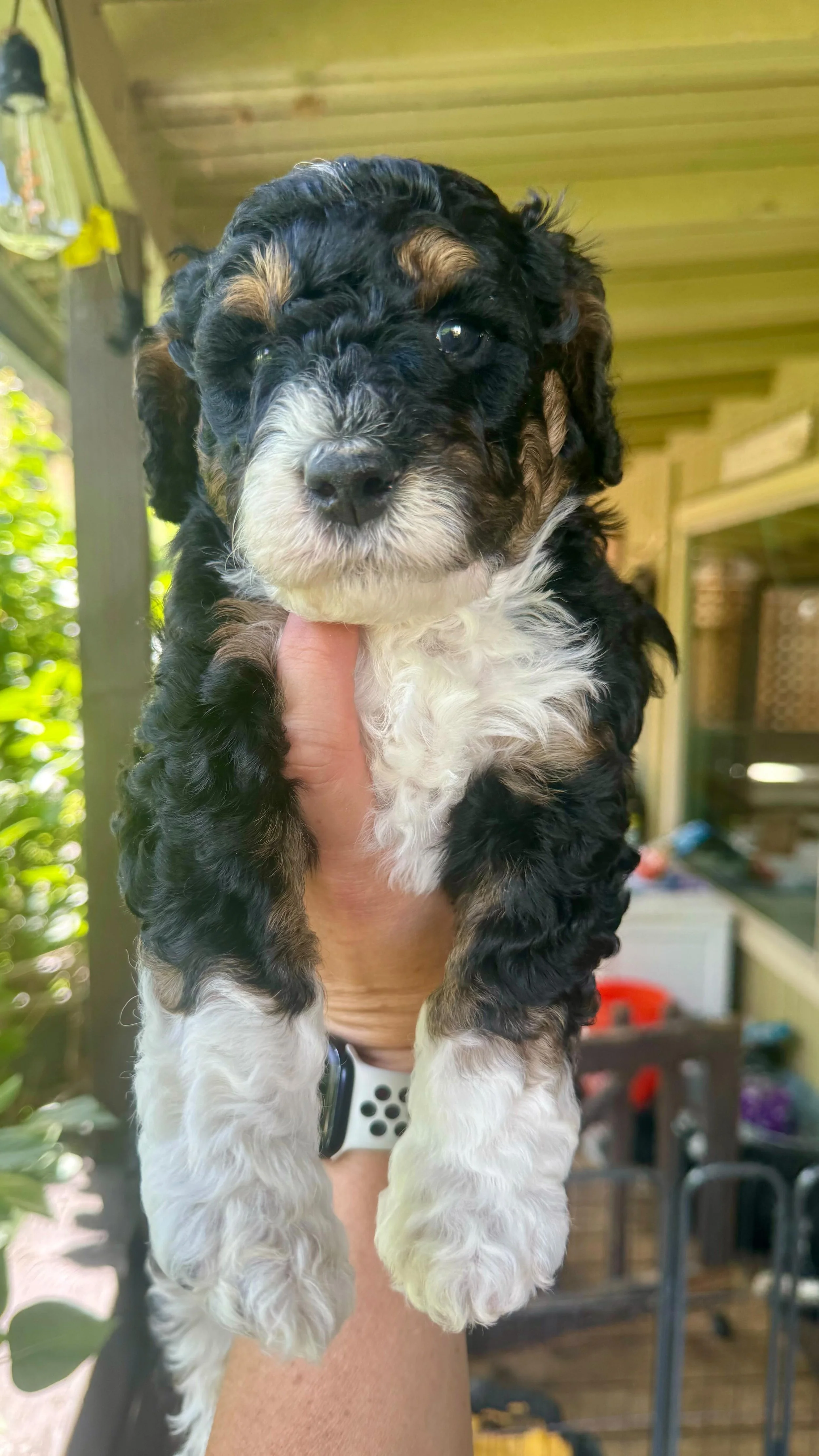 Goldendoodle & Bernedoodle Puppies For Sale: Bend - Portland Oregon ...