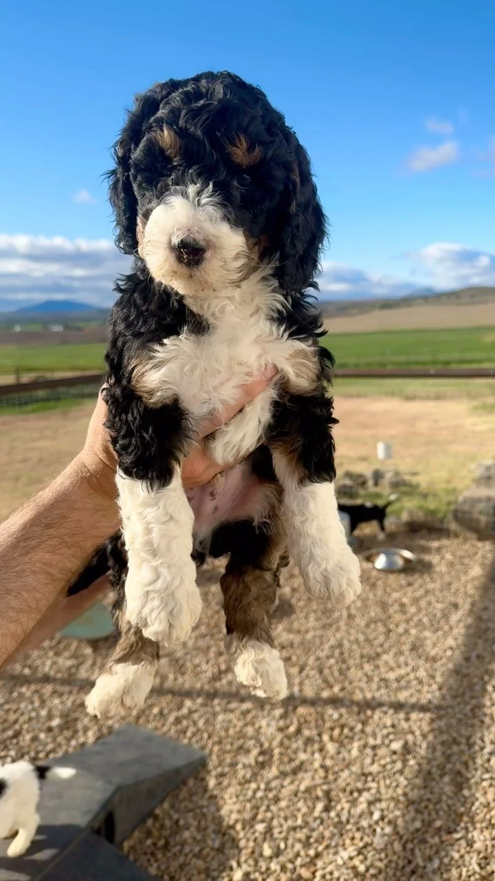 Goldendoodle & Bernedoodle Puppies For Sale: Bend - Portland Oregon ...