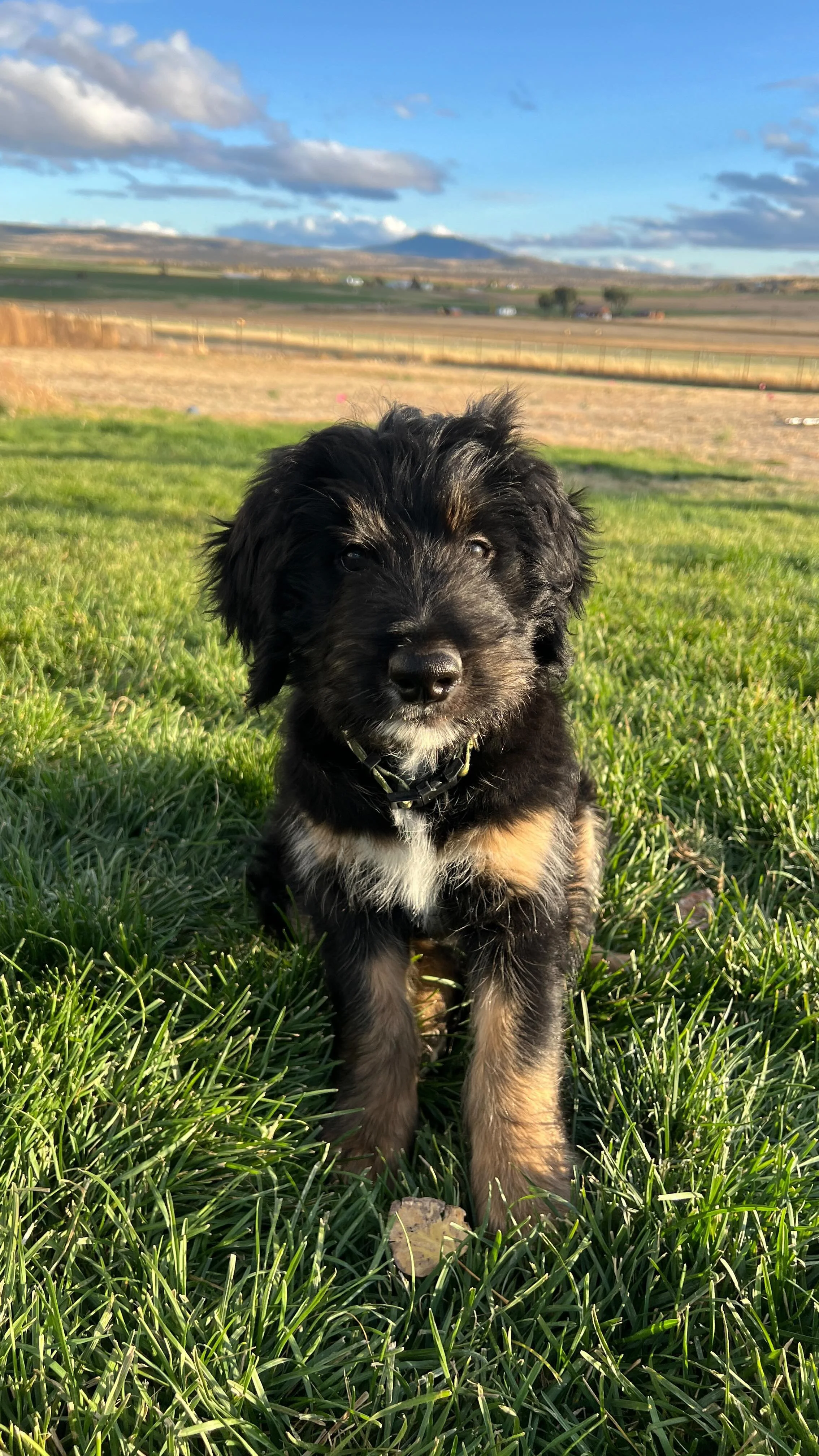Goldendoodle & Bernedoodle Puppies For Sale: Bend - Portland Oregon ...
