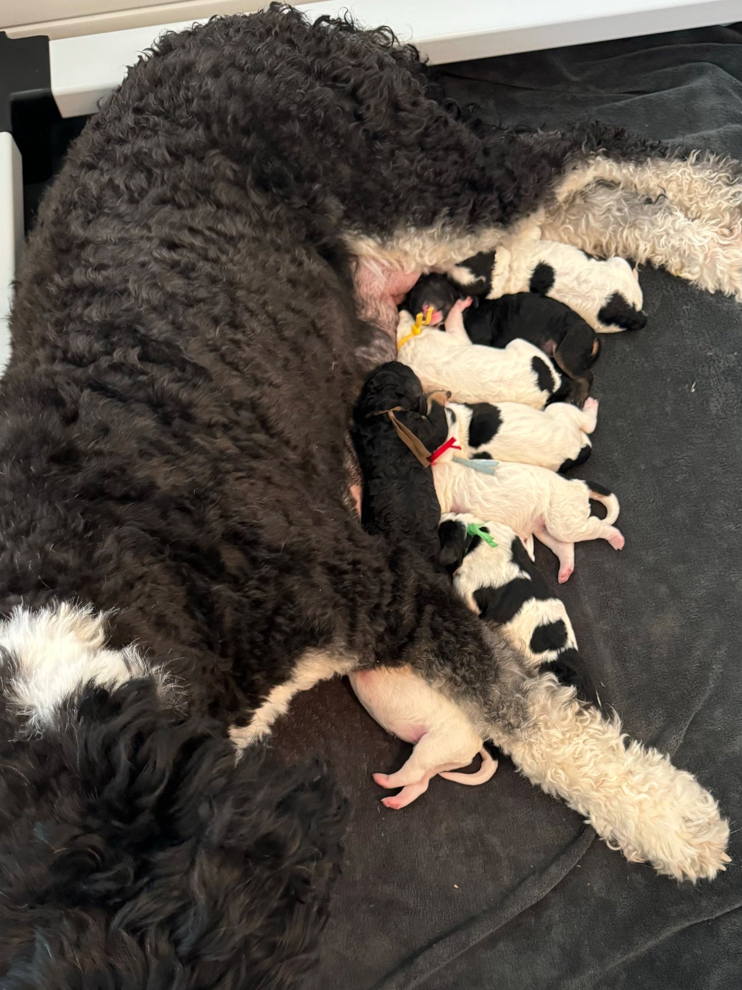 Pricing/Package for Goldendoodle and Bernedoodle Puppies — High Desert ...