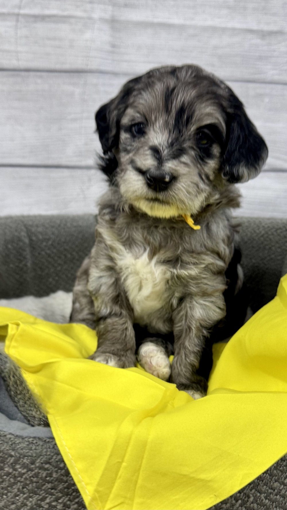 Pricing/Package for Goldendoodle and Bernedoodle Puppies — High Desert ...
