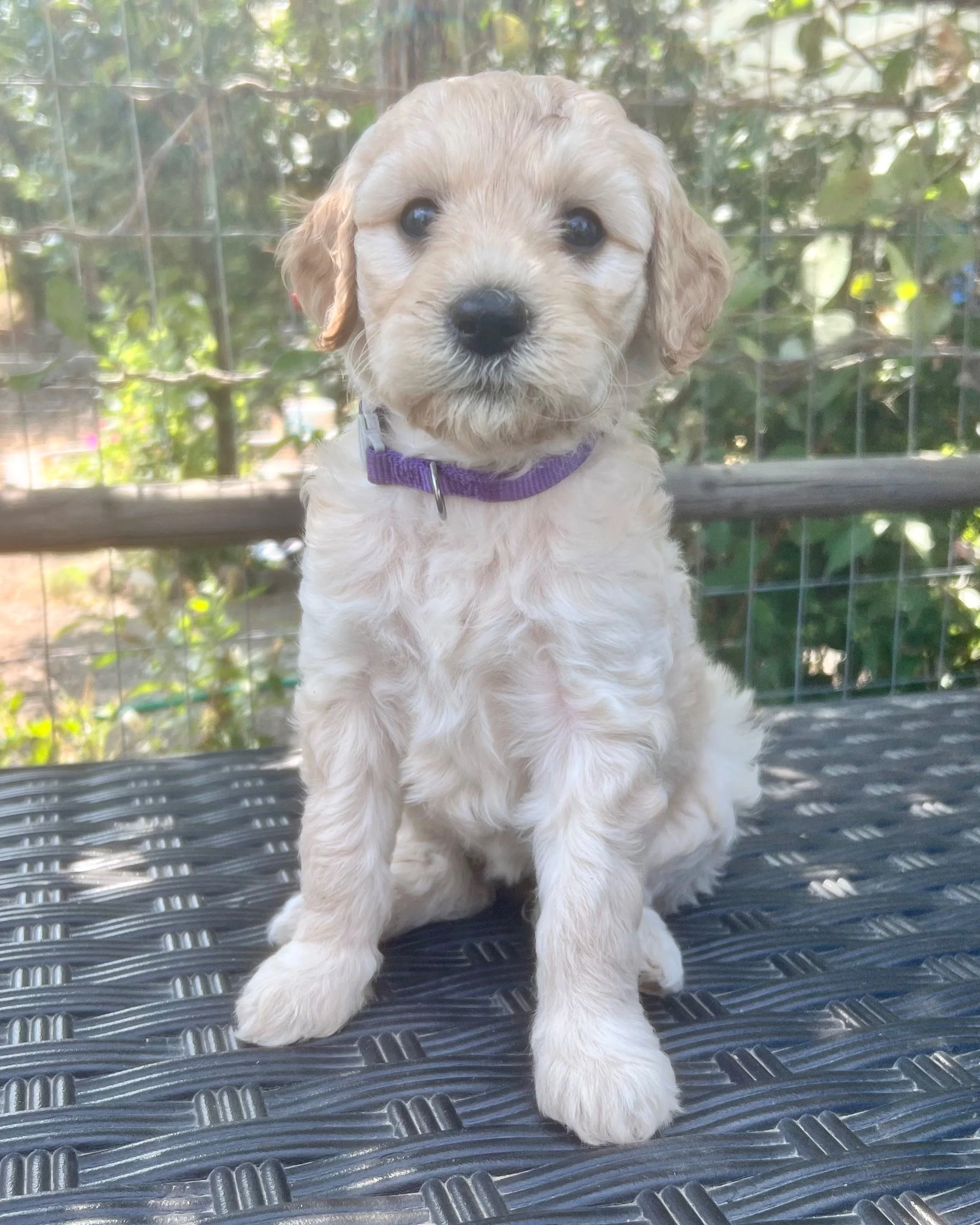 Our Available and Current Puppies — High Desert Goldendoodles ...