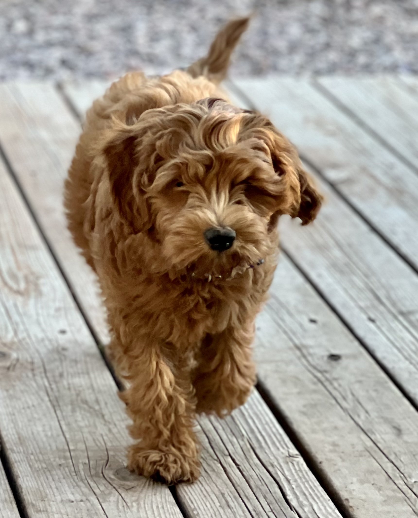 Our Doodle Studs — High Desert Goldendoodles & Bernedoodles