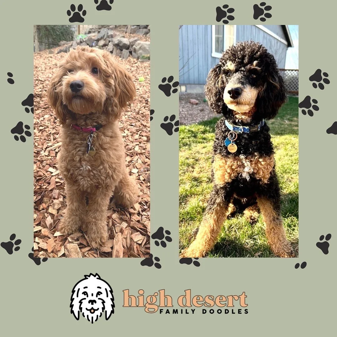 Pricing/Package for Goldendoodle and Bernedoodle Puppies — High Desert ...