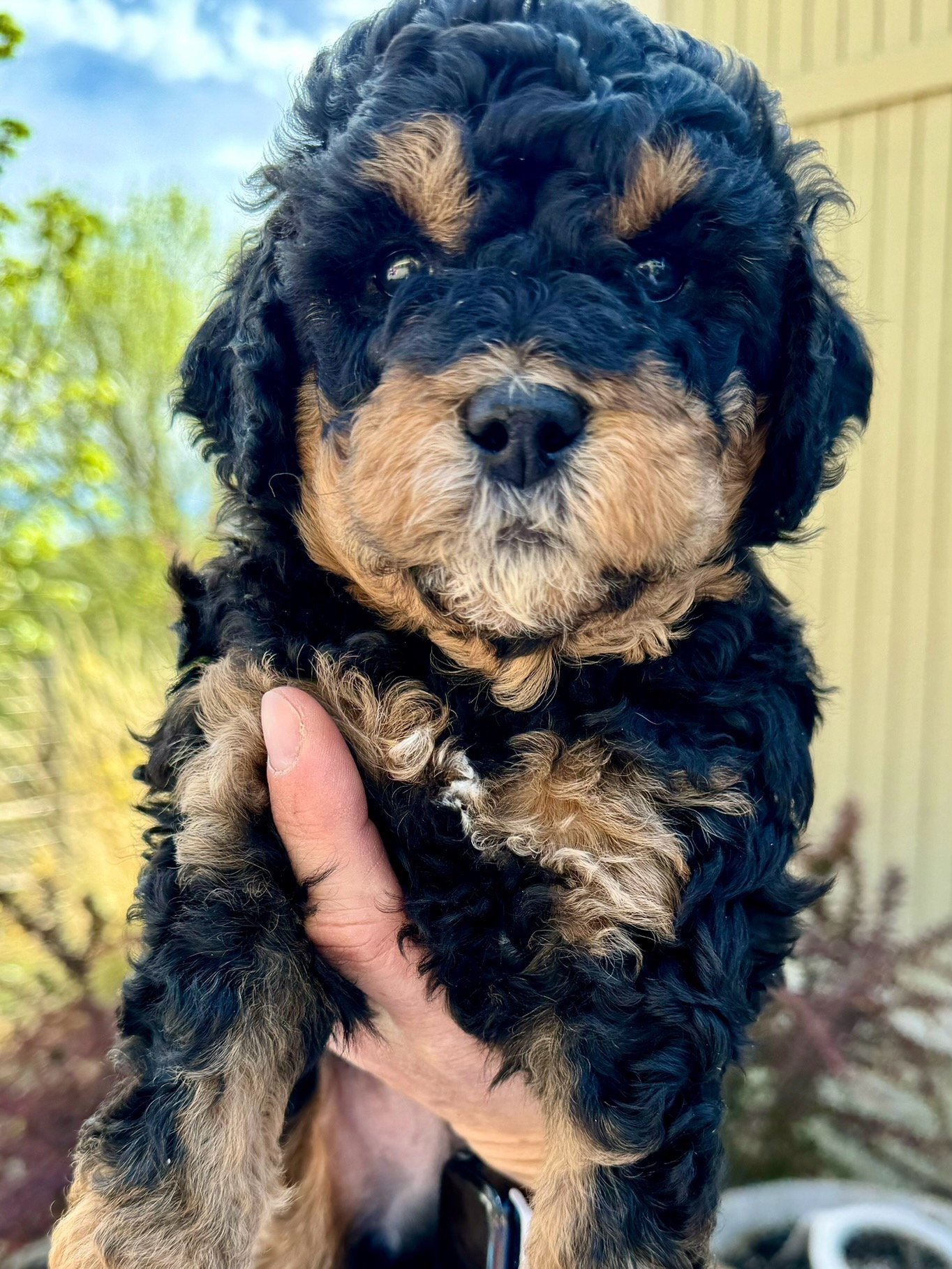 Current Available Puppies — High Desert Goldendoodles & Bernedoodles
