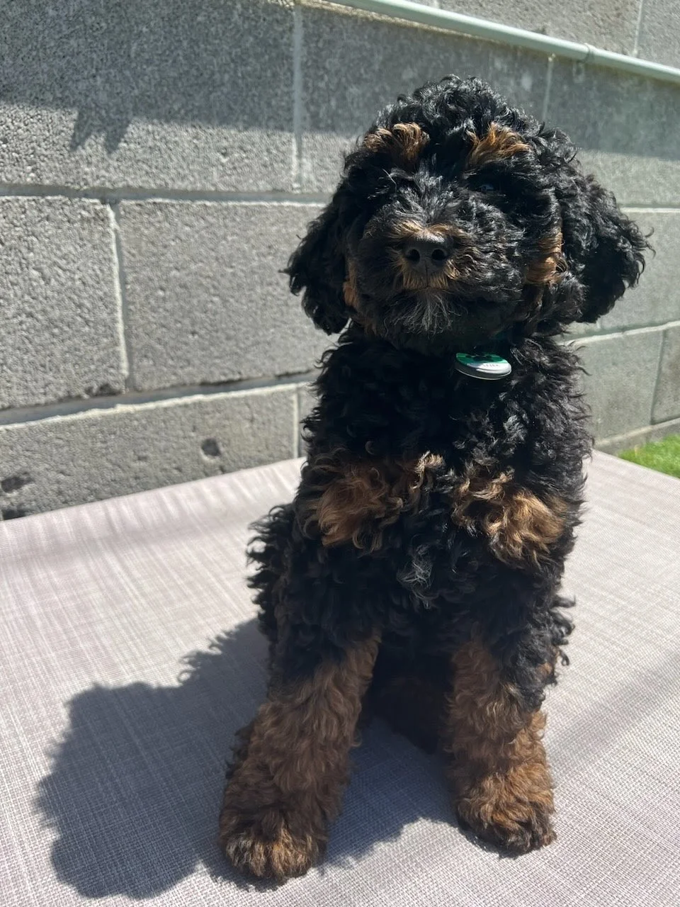 Gallery 3 — High Desert Goldendoodles & Bernedoodles