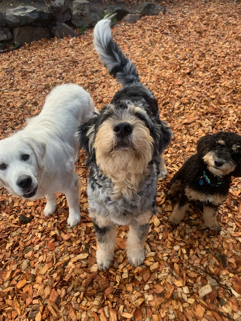 Our Doodle Studs — High Desert Goldendoodles & Bernedoodles