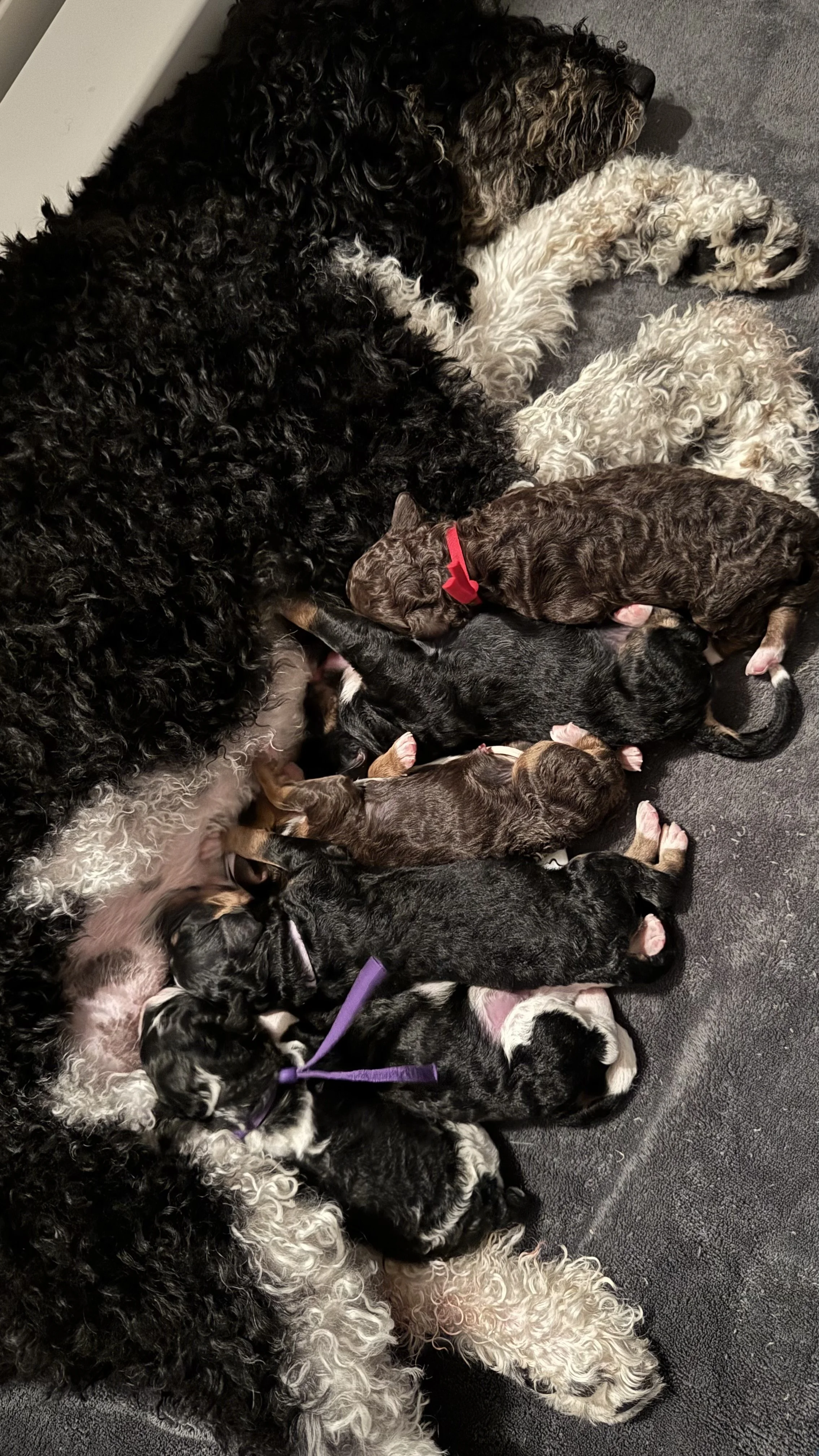 Pricing/Package for Goldendoodle and Bernedoodle Puppies — High Desert ...